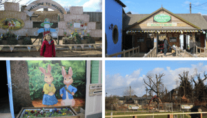 Peter Rabbit at Willows Activity Farm • A Moment With Franca