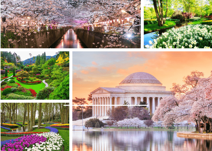 Blooming Beauties: 5 Of The Best Places to See Spring Blooms in 2023 ...